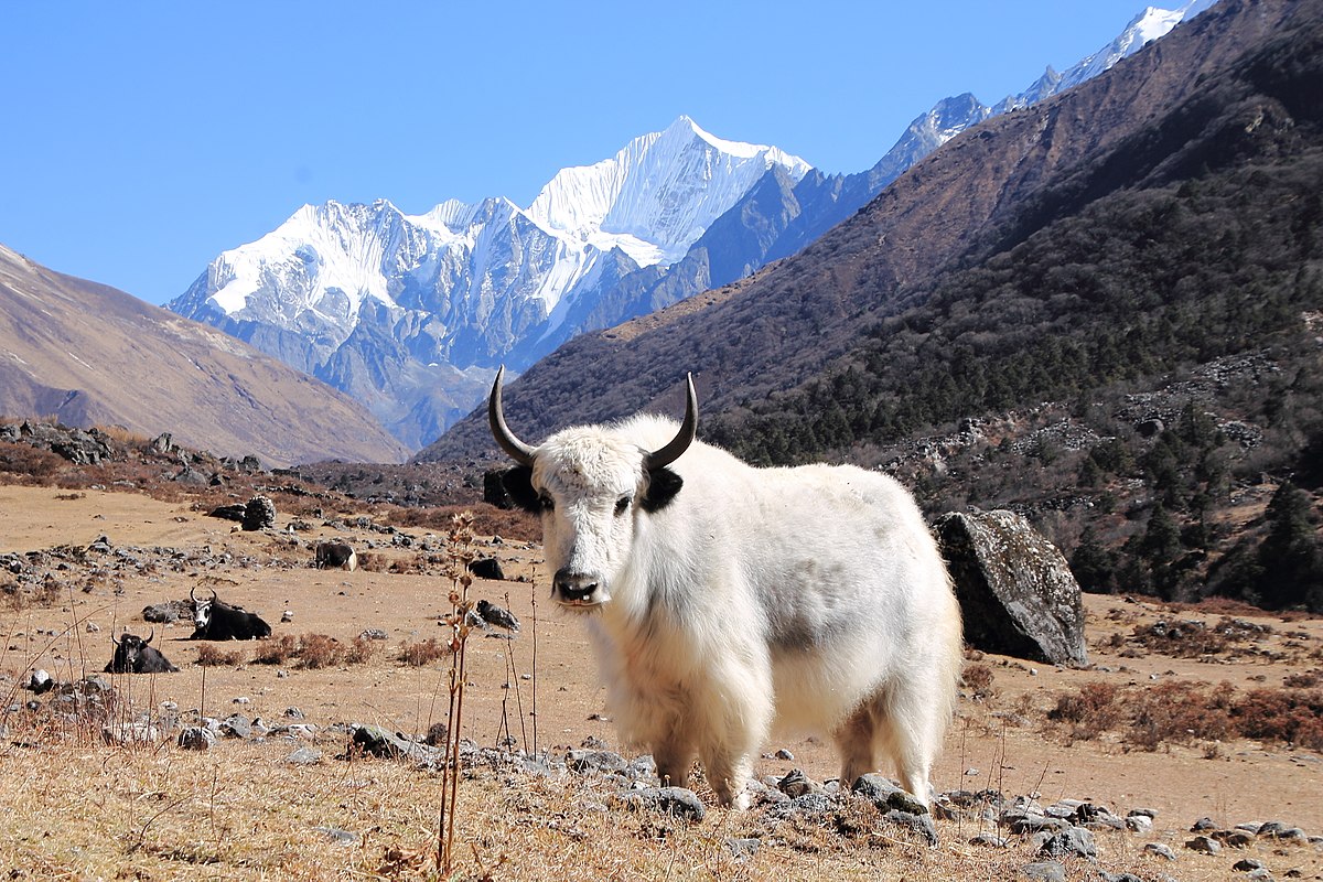 Langtang Valley Trek - Complete Guide, Itinerary & Tips - Nepal Trek 360